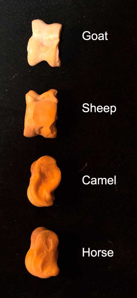 Shagai: Mongolian Bone Reading – Bones, Shells, and Curios