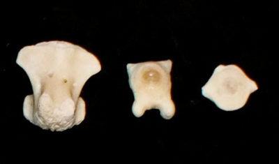 Bones, Shells, and Curios - Bone divination, bone reading, bone casting ...