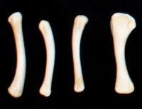 Bones, Shells, and Curios - Bone divination, bone reading, bone casting ...