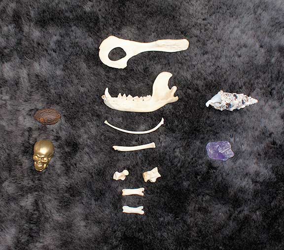 Mytho Menagerie Bone Reading Starter Kit – Bones, Shells, and Curios
