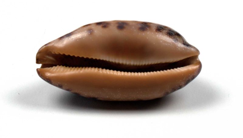 A few of my favorite bone divination pieces – Bones, Shells, and Curios