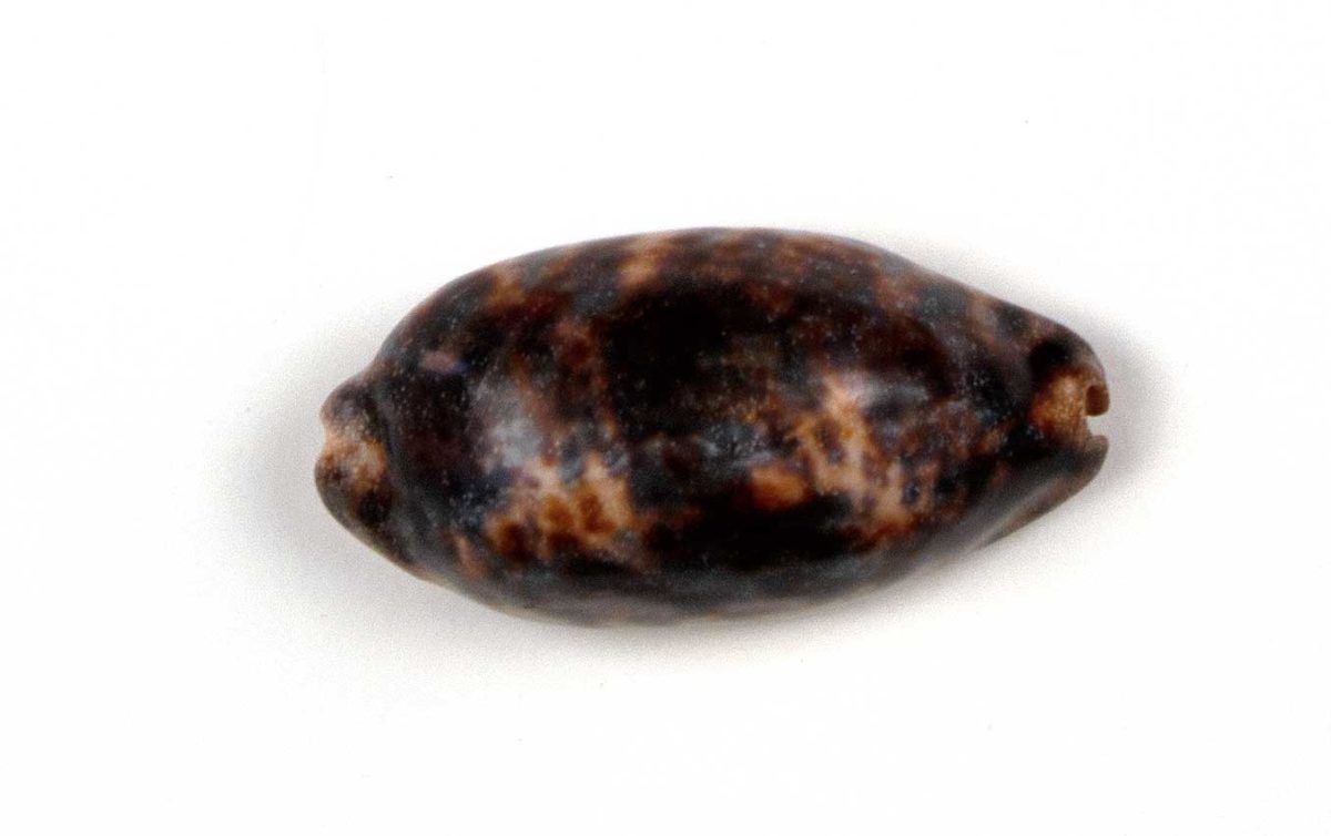 A few of my favorite bone divination pieces – Bones, Shells, and Curios